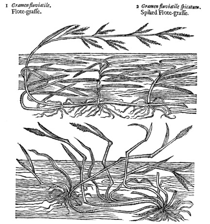 Fig. 26. Float-Grass (1 above, 2 below)