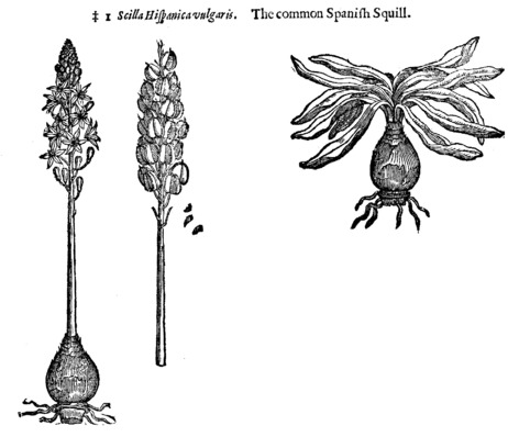 Fig. 291. Common Spanish Squill (1)