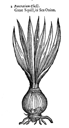 Fig. 292. Great Squill, or Sea Onion (2)