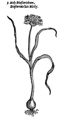 Fig. 310. Dioscorides' Moly (1)