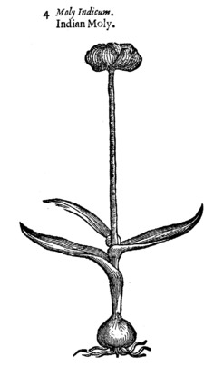 Fig. 313. Indian Moly (4)