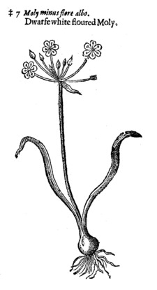 Fig. 216 Dwarf White-flowered Moly (7)