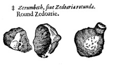 Fig. 70. Round Zedoary