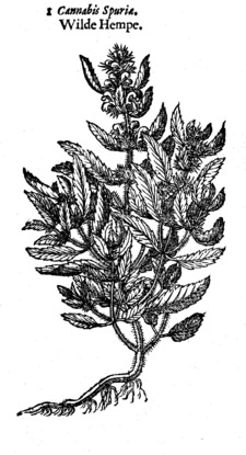 Fig. 1054. Wild Hemp (1)