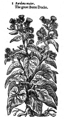 Fig. 1198. Great Burdock (1)