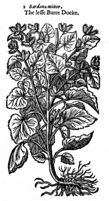 Fig. 1199. Lesser Burdock (2)